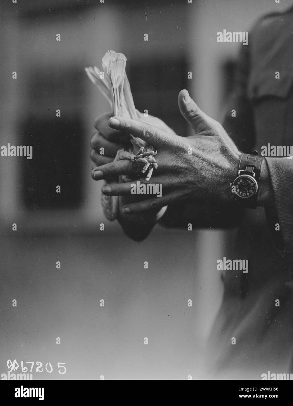 Method of handling pigeons Black and White Stock Photos & Images - Alamy