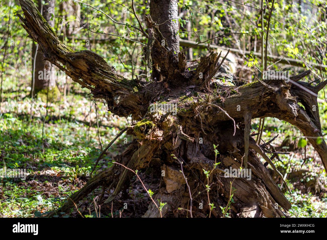 Rotten root hi-res stock photography and images - Alamy
