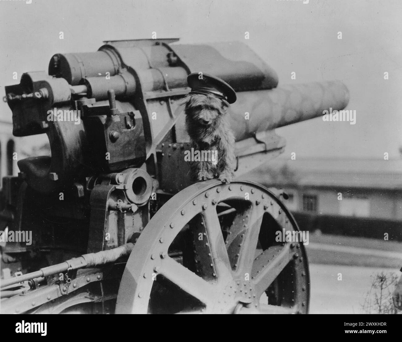 Rags dog war hi-res stock photography and images - Alamy