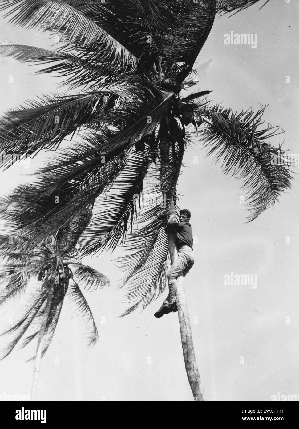 Photograph of man in a palm tree ca. possibly 1930s Stock Photo - Alamy
