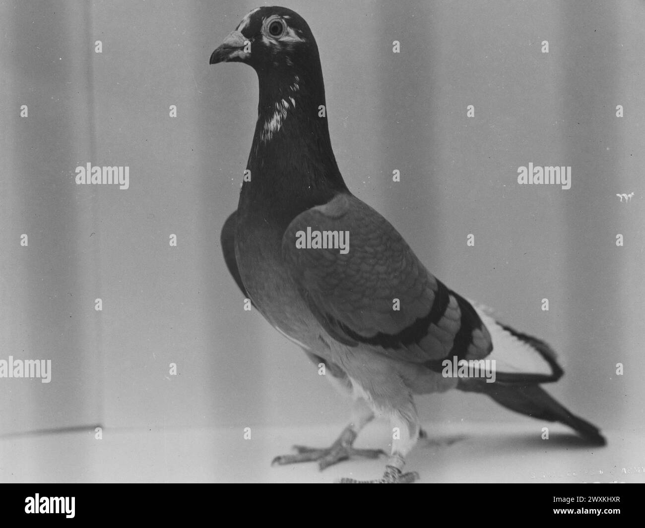 Close up photo of a carrier pigeon ca. possibly early 1930s Stock Photo ...