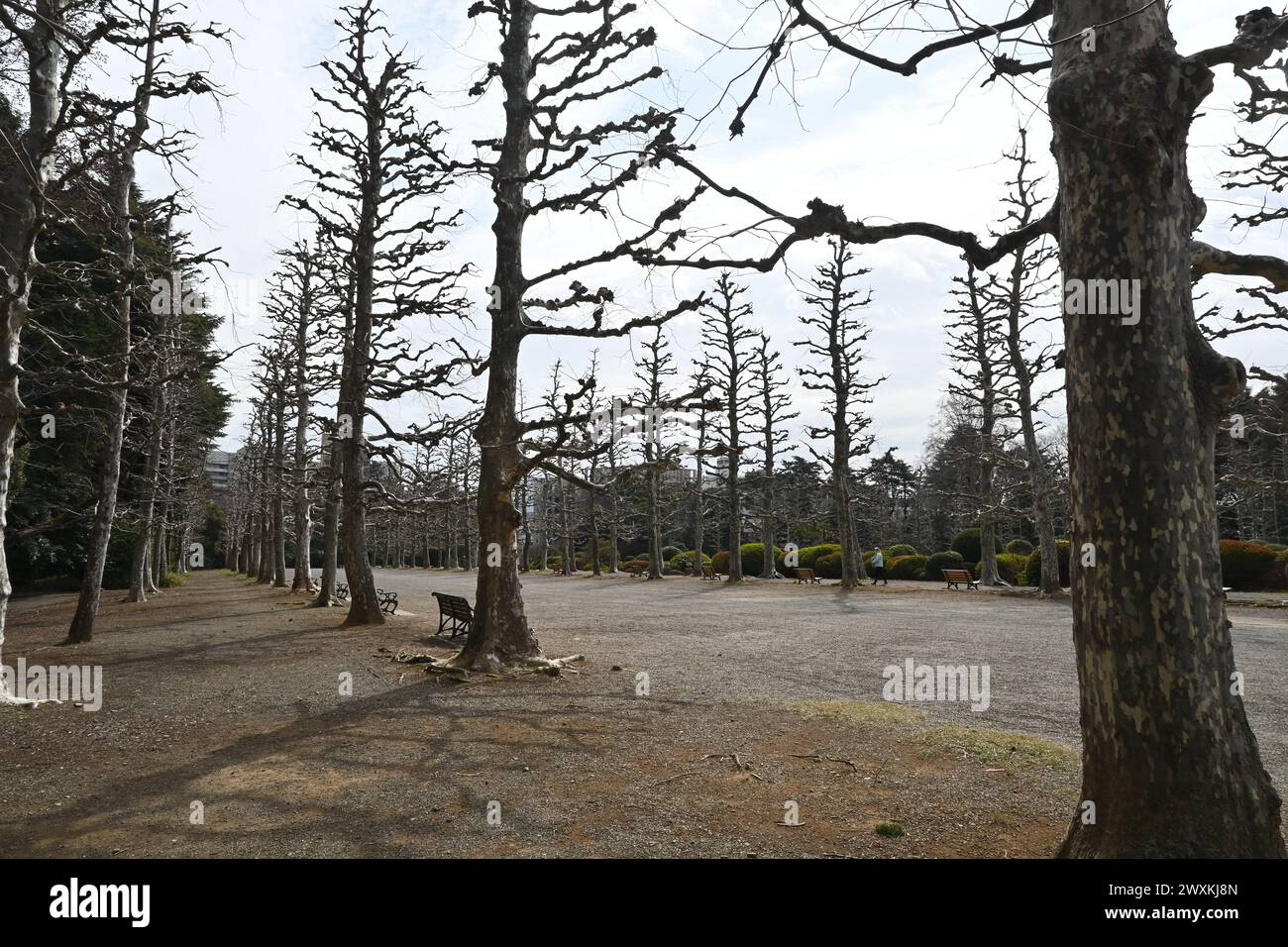 Avenue of London Plane trees inside Shinjuku Gyo-en National Garden ...