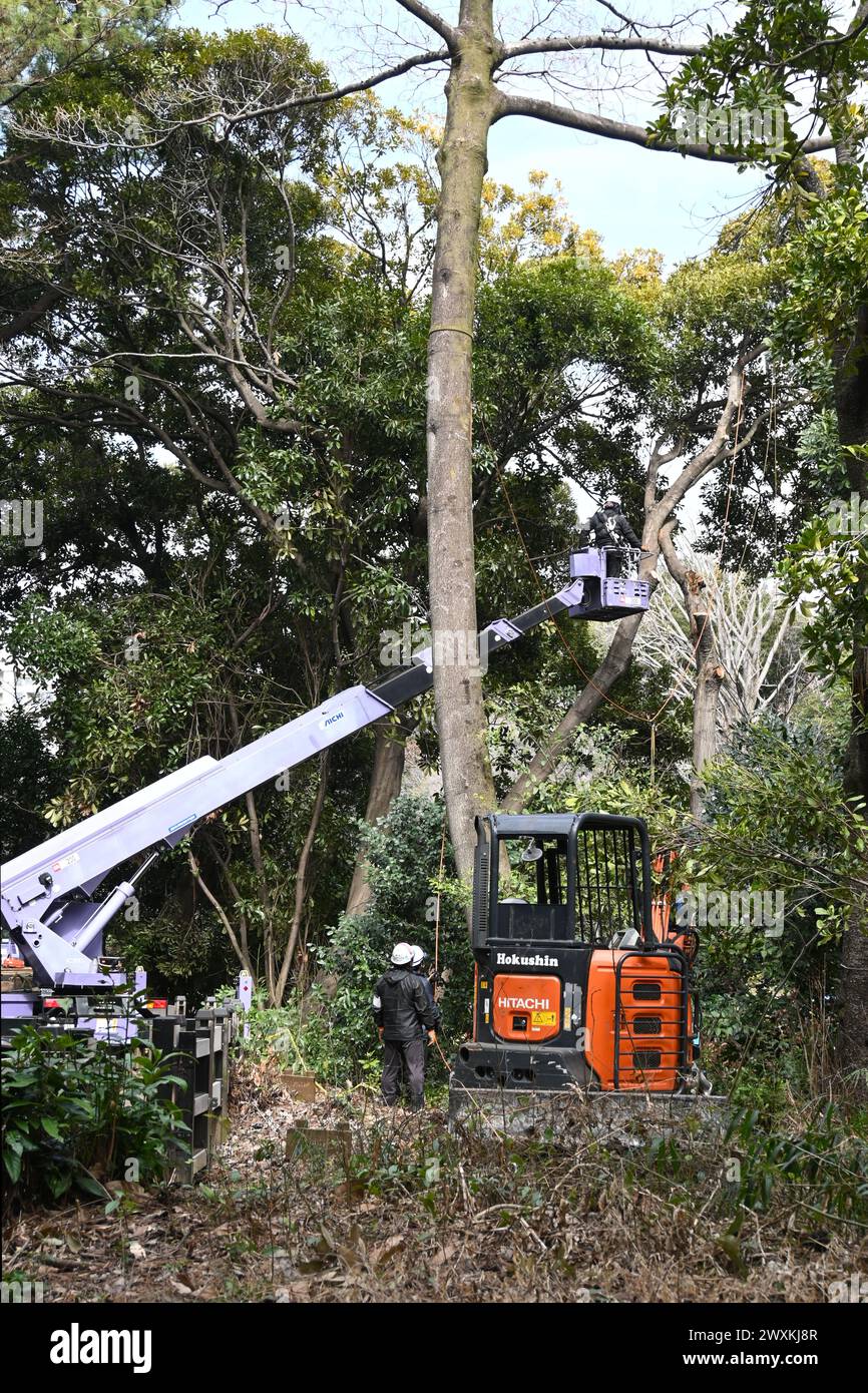 Workers cutting trees with a crane inside Shinjuku Gyo-en National ...