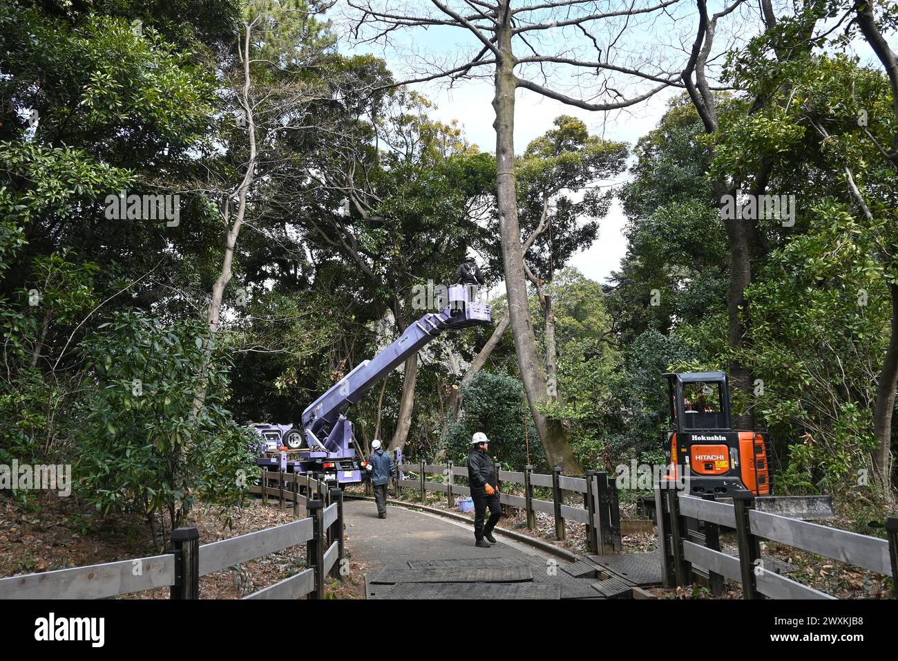 Workers cutting trees inside Shinjuku Gyo-en National Garden – Shinjuku ...