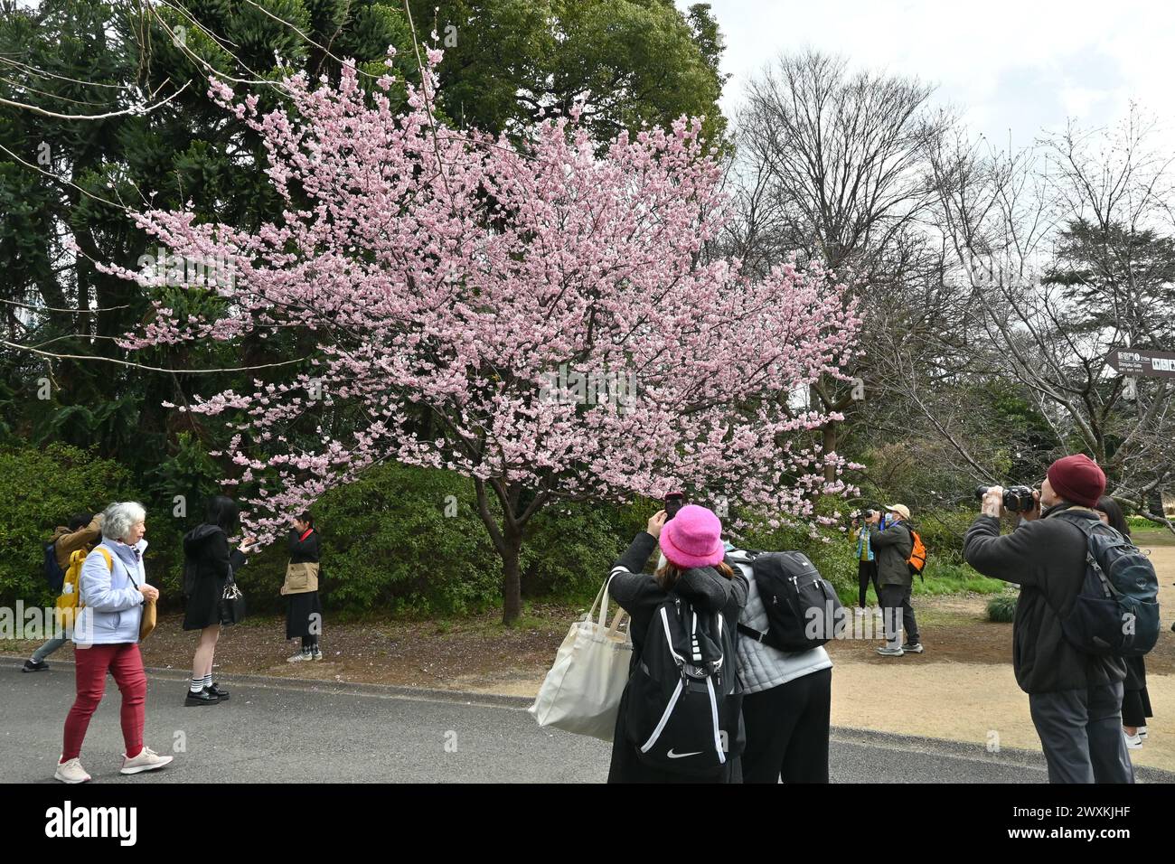 Taking photos of cherry blossoms in japan hi-res stock photography and ...