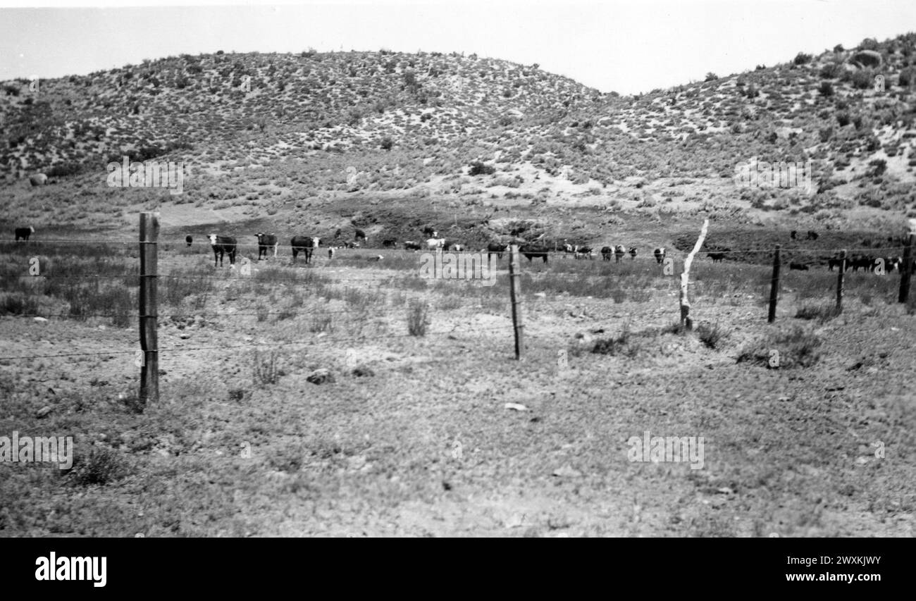Cows brothers hi-res stock photography and images - Alamy