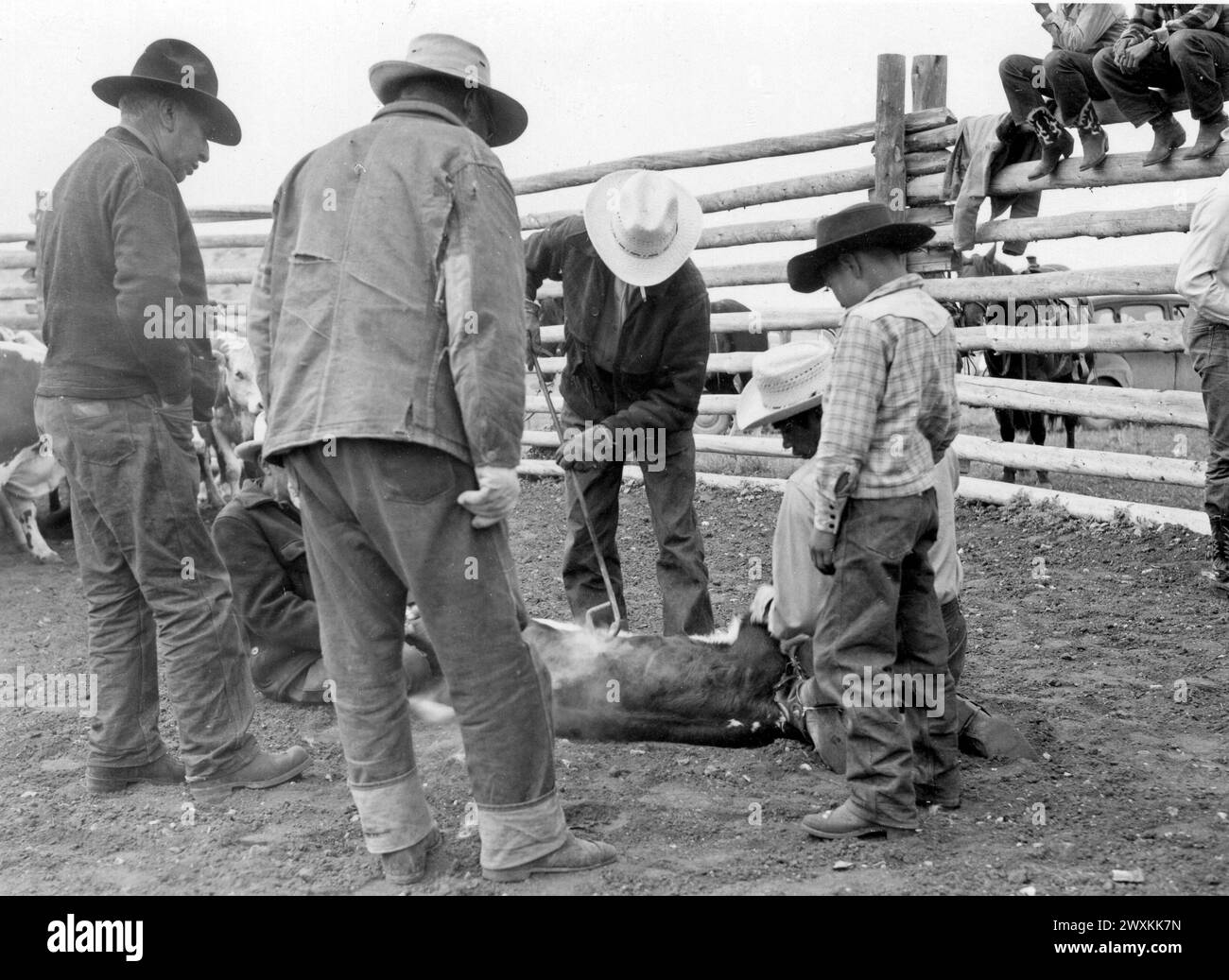 Ranch work 1940s hi-res stock photography and images - Alamy