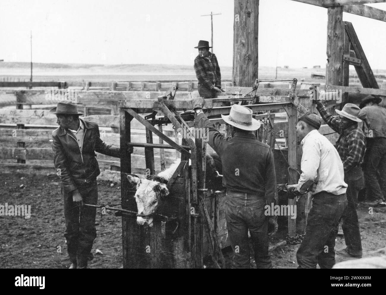 Cowboys branding calves as the calves are run through a chute on a ...