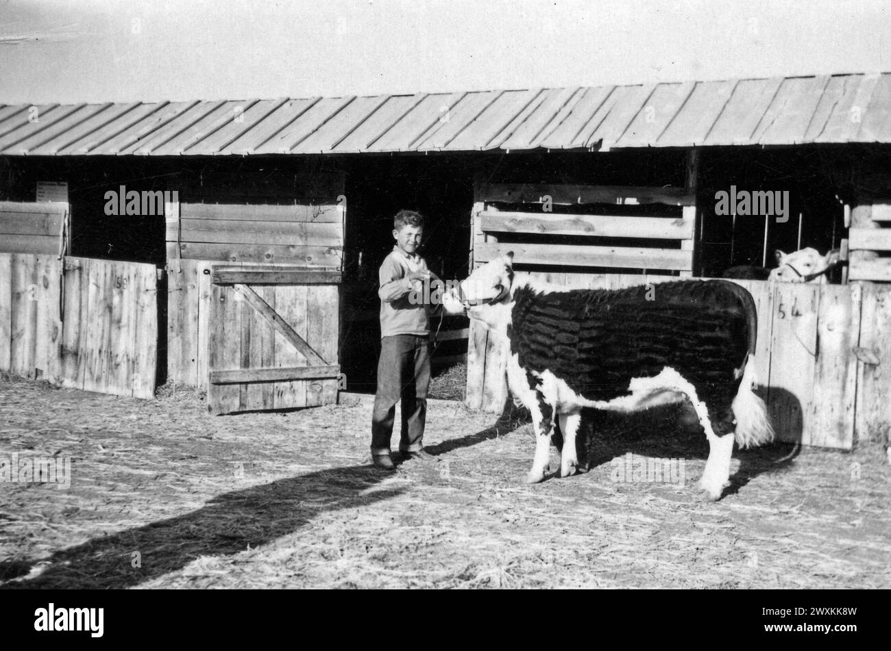 Boy on a farm in Wyoming standing next to a cow ca. 1940s Stock Photo ...