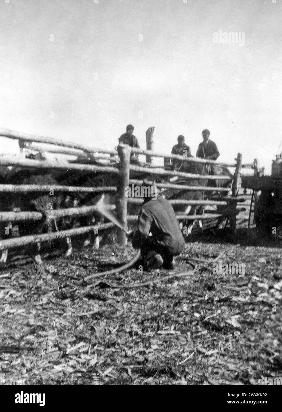 Spraying cattle with water hose hi-res stock photography and images - Alamy