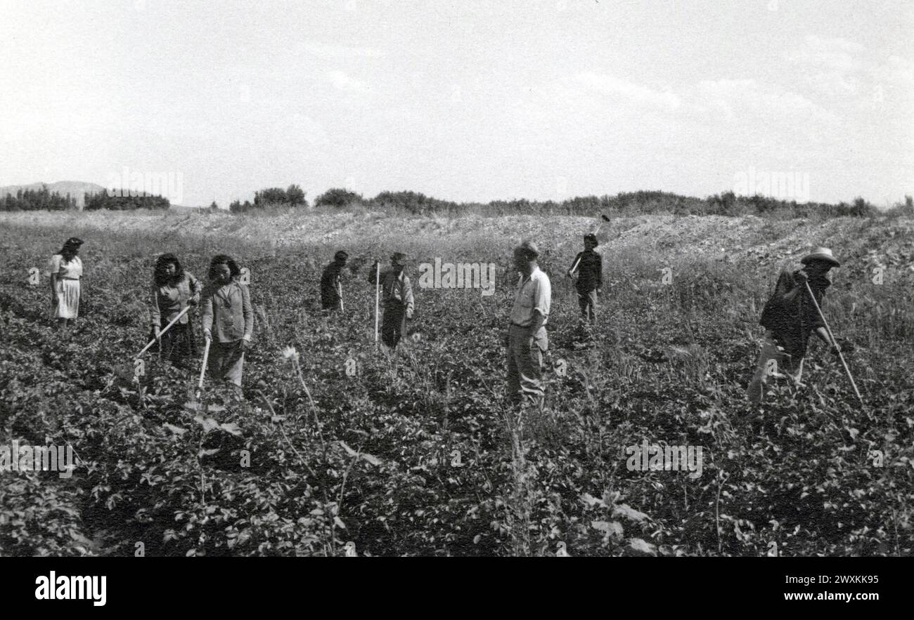 Laborers working hard in a field with hoes and spades on a farm in ...