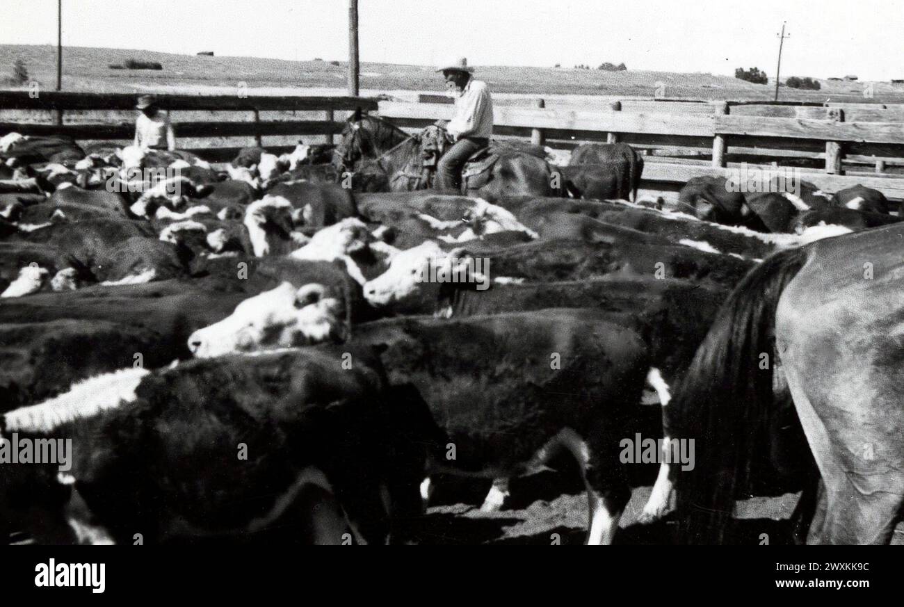 Cowboy on horseback in a pen of cattle on a ranch in Wyoming ca. 1930s ...