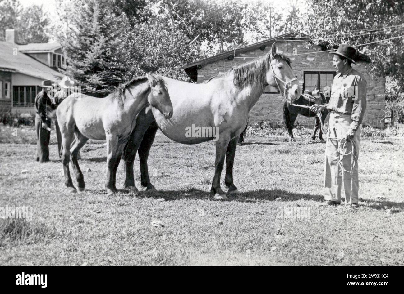 Man leading two horses on a ranch in Wyoming ca. 1930s or 1940s Stock ...