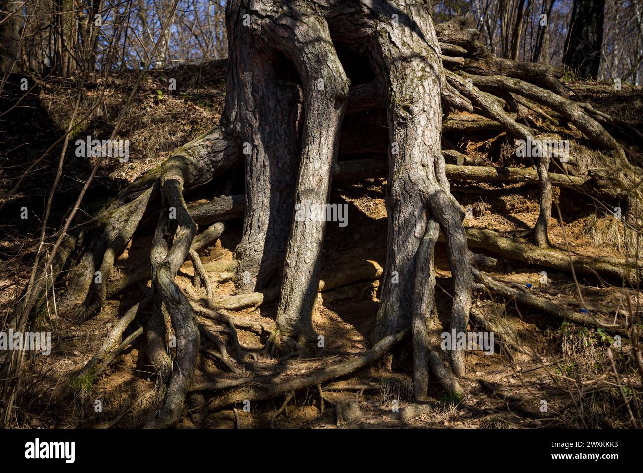 Massive tree root growing hi-res stock photography and images - Alamy