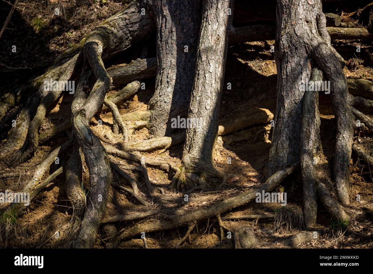 Powerful pine roots growing on the surface Stock Photo - Alamy