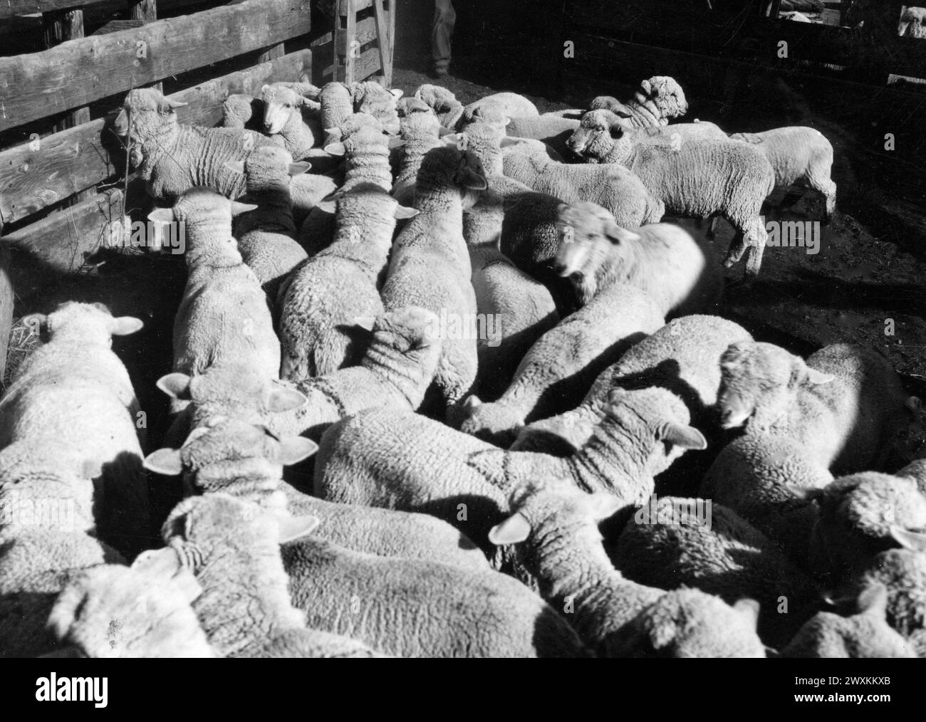 1940s sheep herd hi-res stock photography and images - Alamy