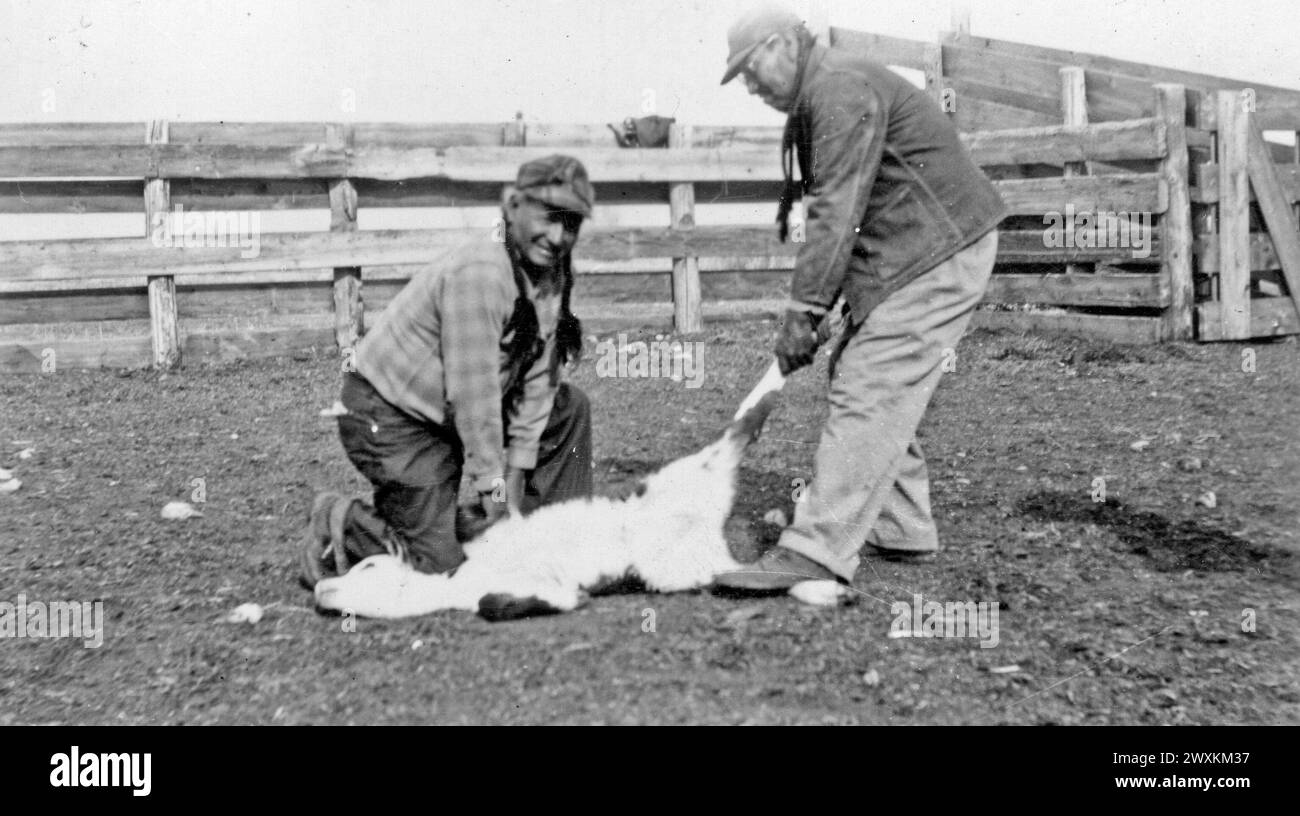 Native American men holding a calf in a pen on a Wyoming ranch ca ...