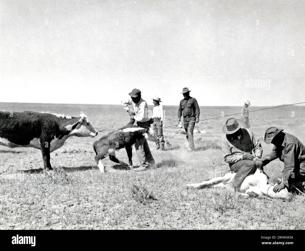 Calf branding working cowboys hi-res stock photography and images - Alamy