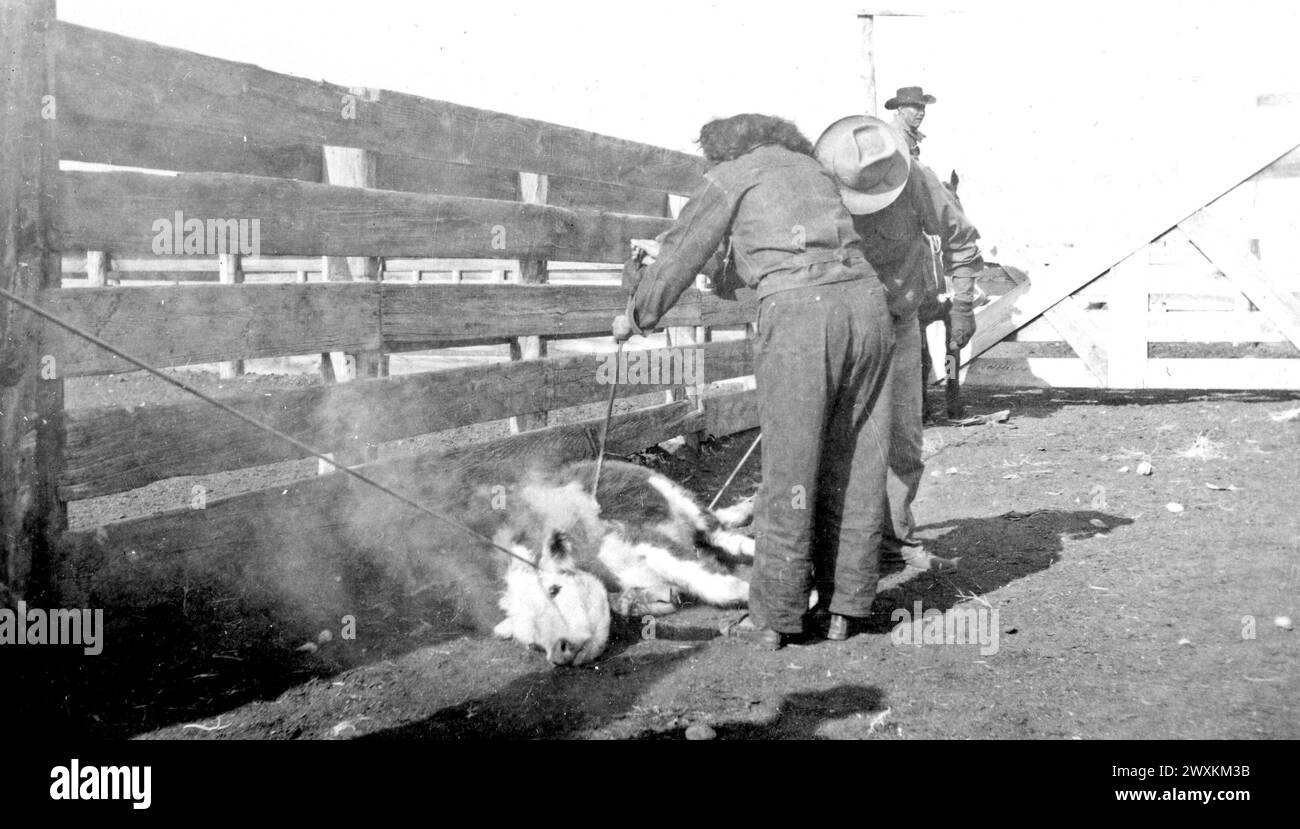 Woman branding a large calf on a ranch in Wyoming ca. 1938 Stock Photo ...
