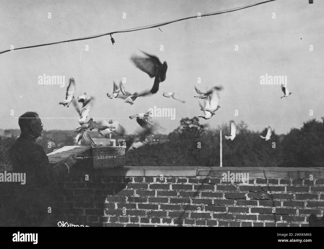 Major Frank J. Griffin, officer in charge of the pigeon section, signal ...