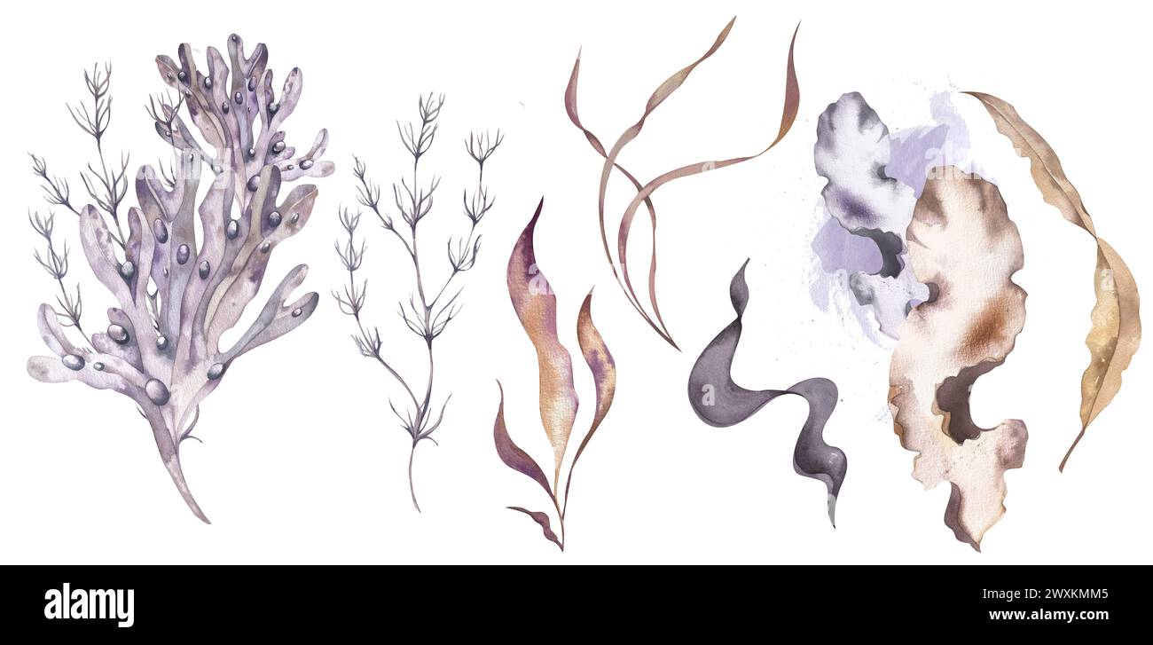 set Seaweed. Algae, Kelp. Watercolor illustration. in lilac color. for design Sea themed, design ...