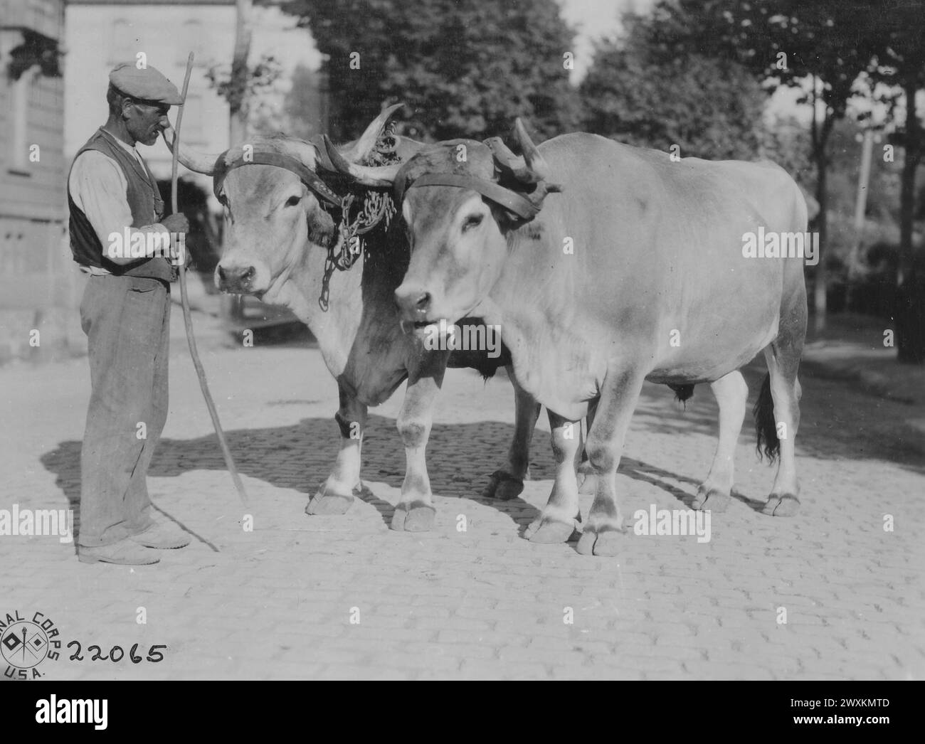 Team of oxen hi-res stock photography and images - Alamy
