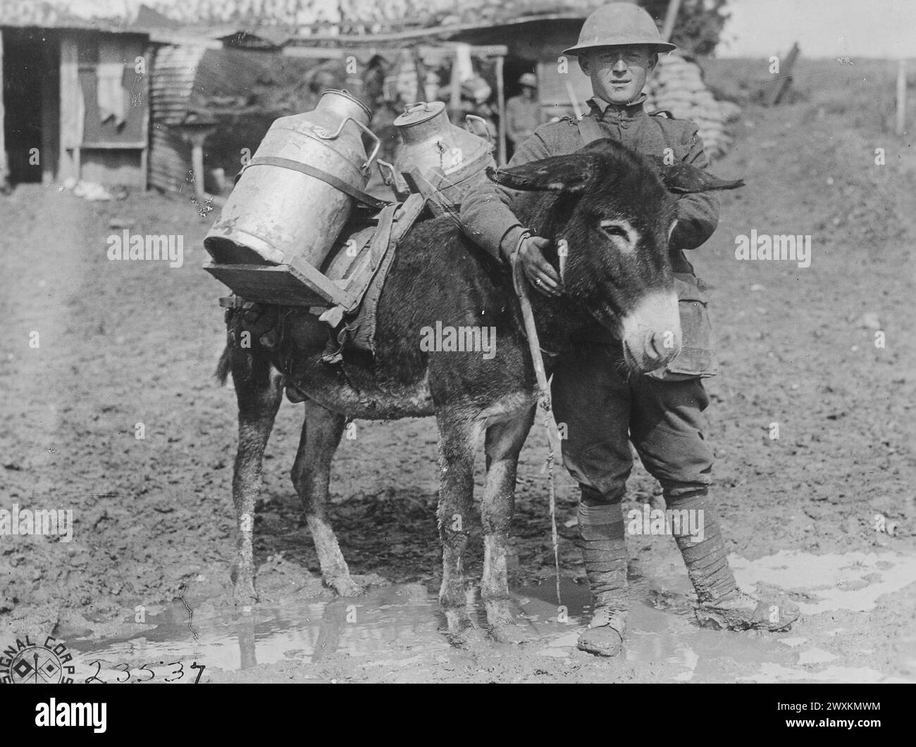 Original caption: Donkey and driver. The donkey is used to carry water ...