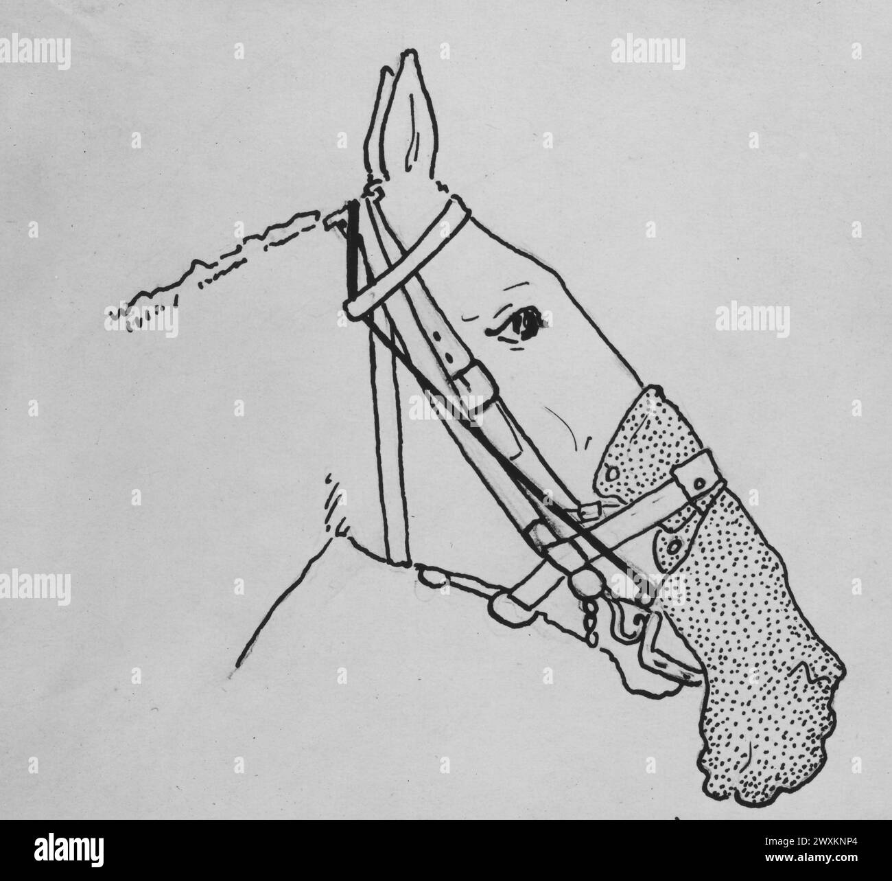 Chemical Warfare Service - Diagram of gas mask for horses ca. 1916-1919 ...