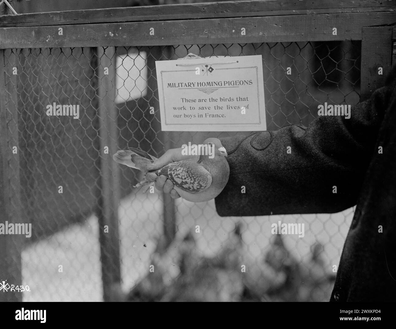 Carrier Pigeons (Sig. Corps). Carrier pigeons (homing pigeons) being ...