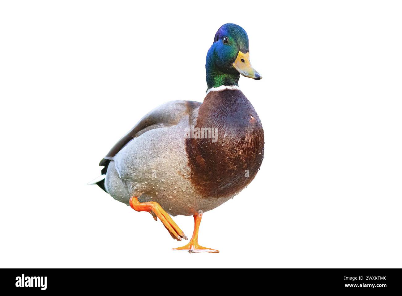 mallard duck isolated over white background, ready for your design ...