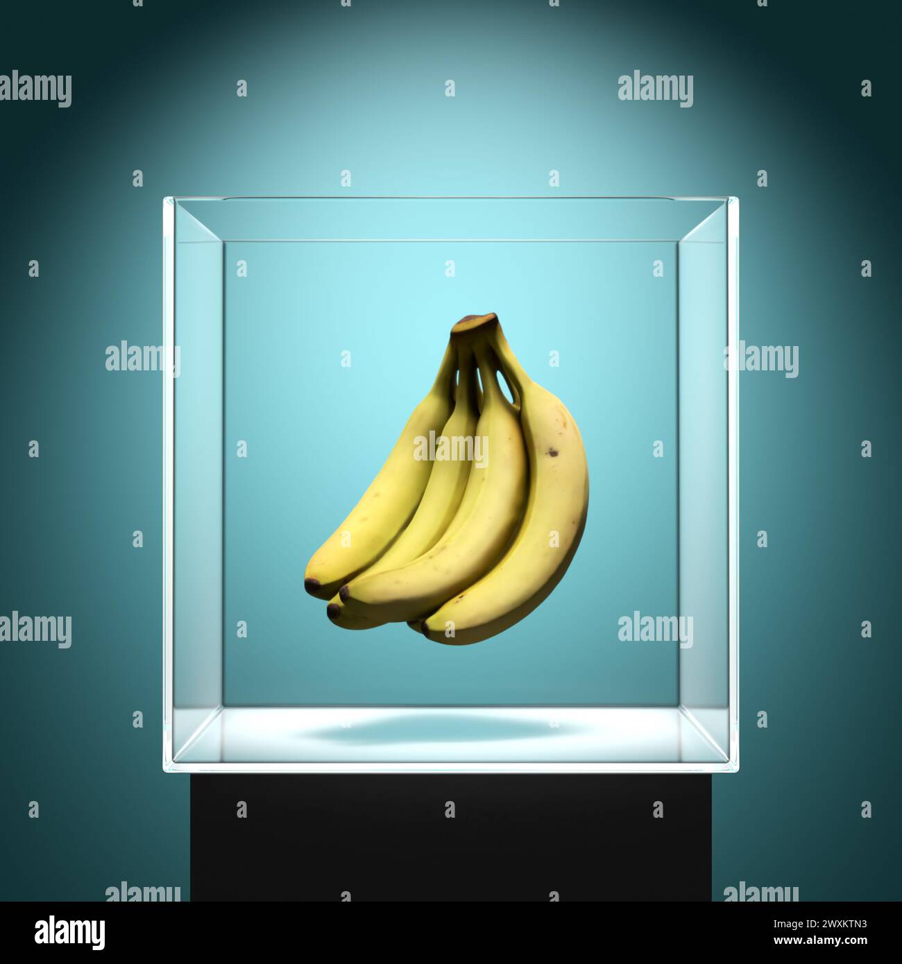 Levitating fresh bananas exhibited in a clear glass box on blue ...