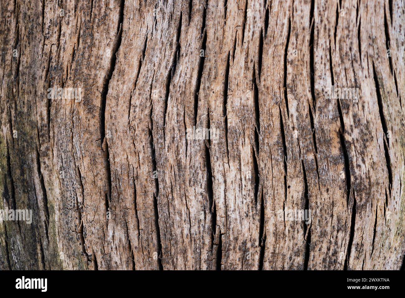 texture of a tree stump, real image ready for your design Stock Photo ...