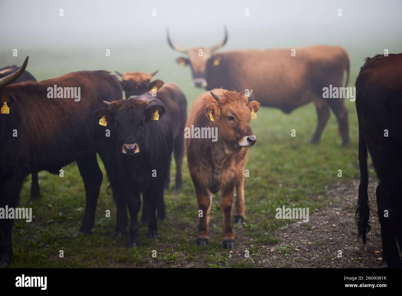 Multiple cattle hi-res stock photography and images - Alamy