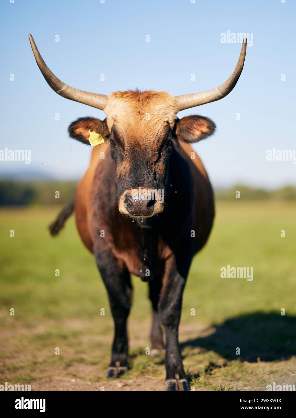 Cow with large horns hi-res stock photography and images - Alamy