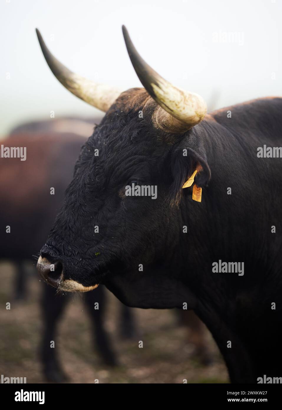 Powerful bull in field hi-res stock photography and images - Alamy