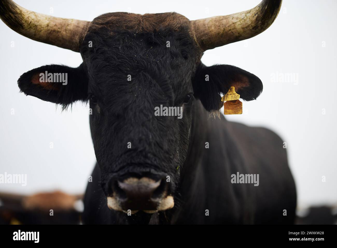 A large-horned bull in a field Stock Photo - Alamy