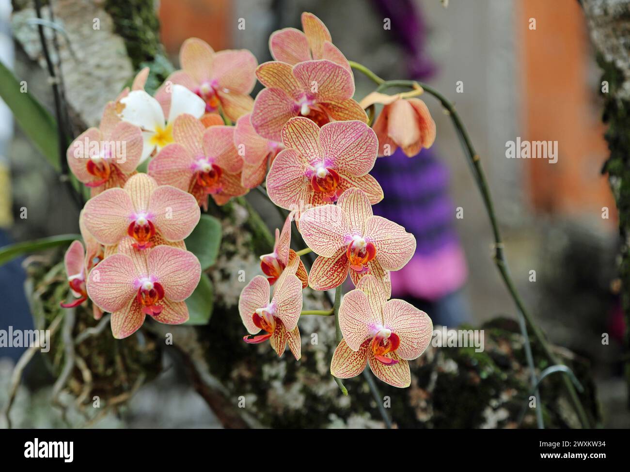 Orchid flower bali indonesia hi-res stock photography and images - Alamy