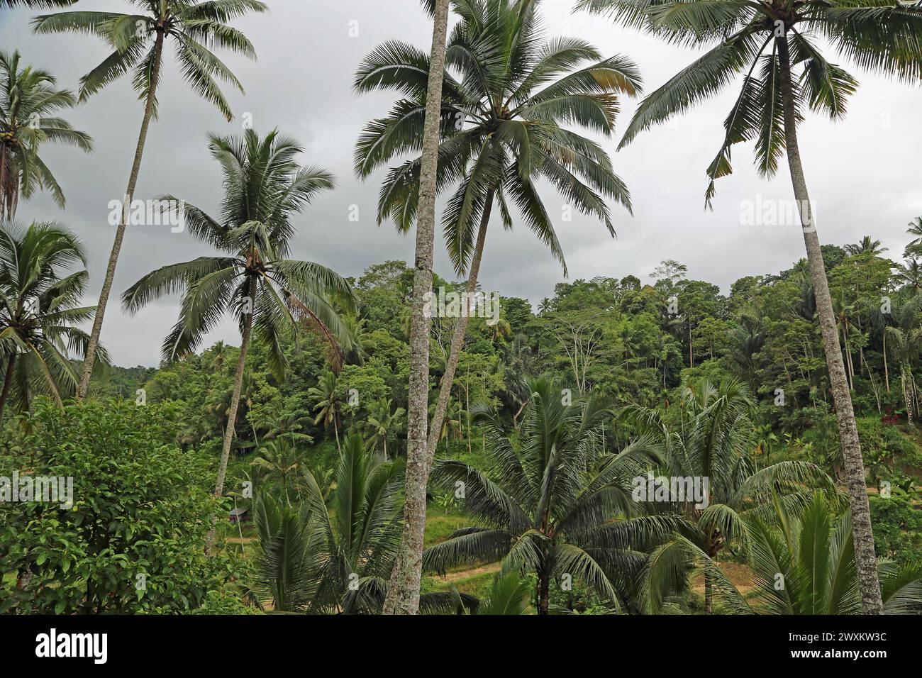 Tropical vegetation - Tegalalang Rice Terraces, Bali Stock Photo - Alamy