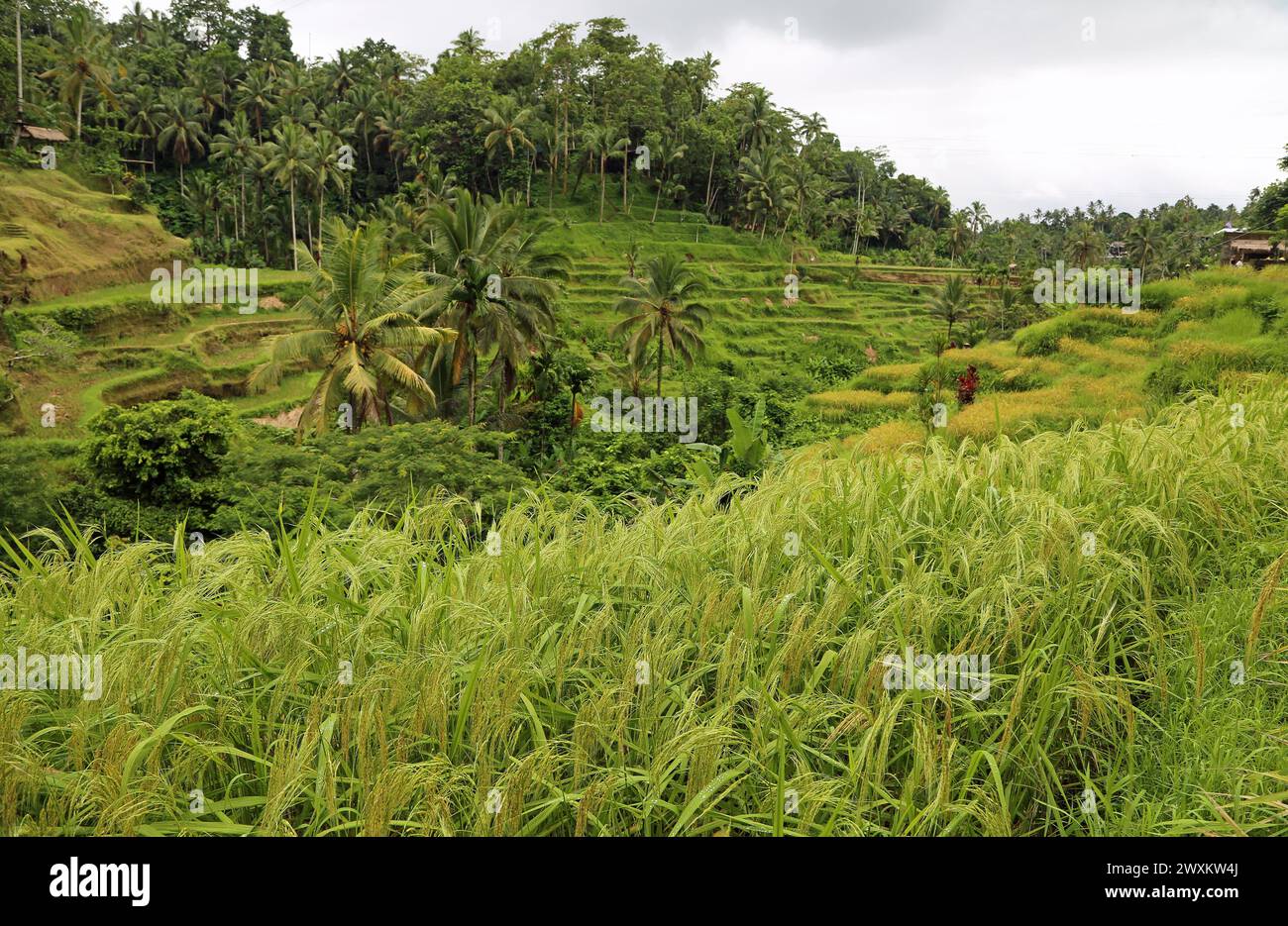 Rice farm - Tegalalang Rice Terraces, Bali Stock Photo - Alamy