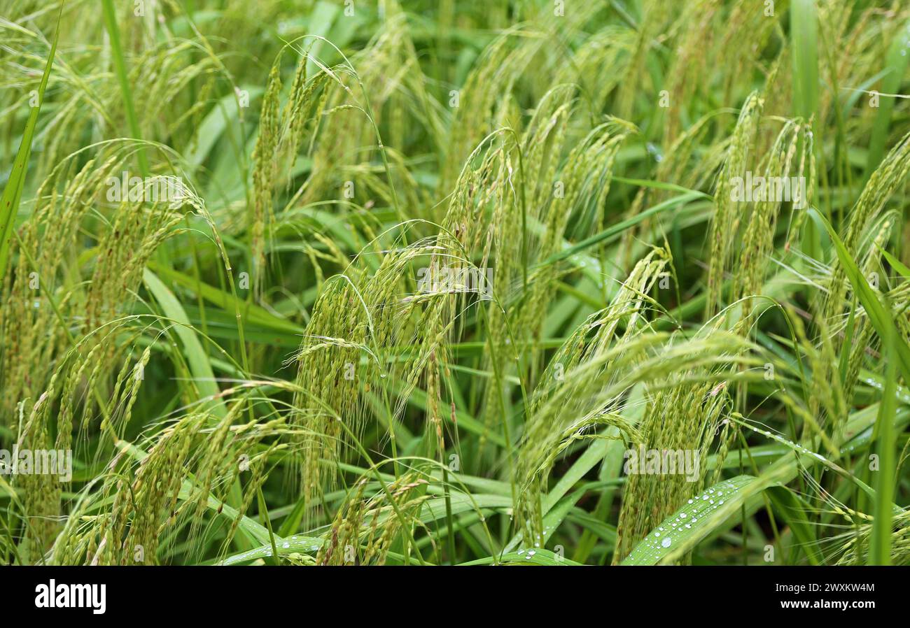 Rice plant - Tegalalang Rice Terraces, Bali Stock Photo - Alamy