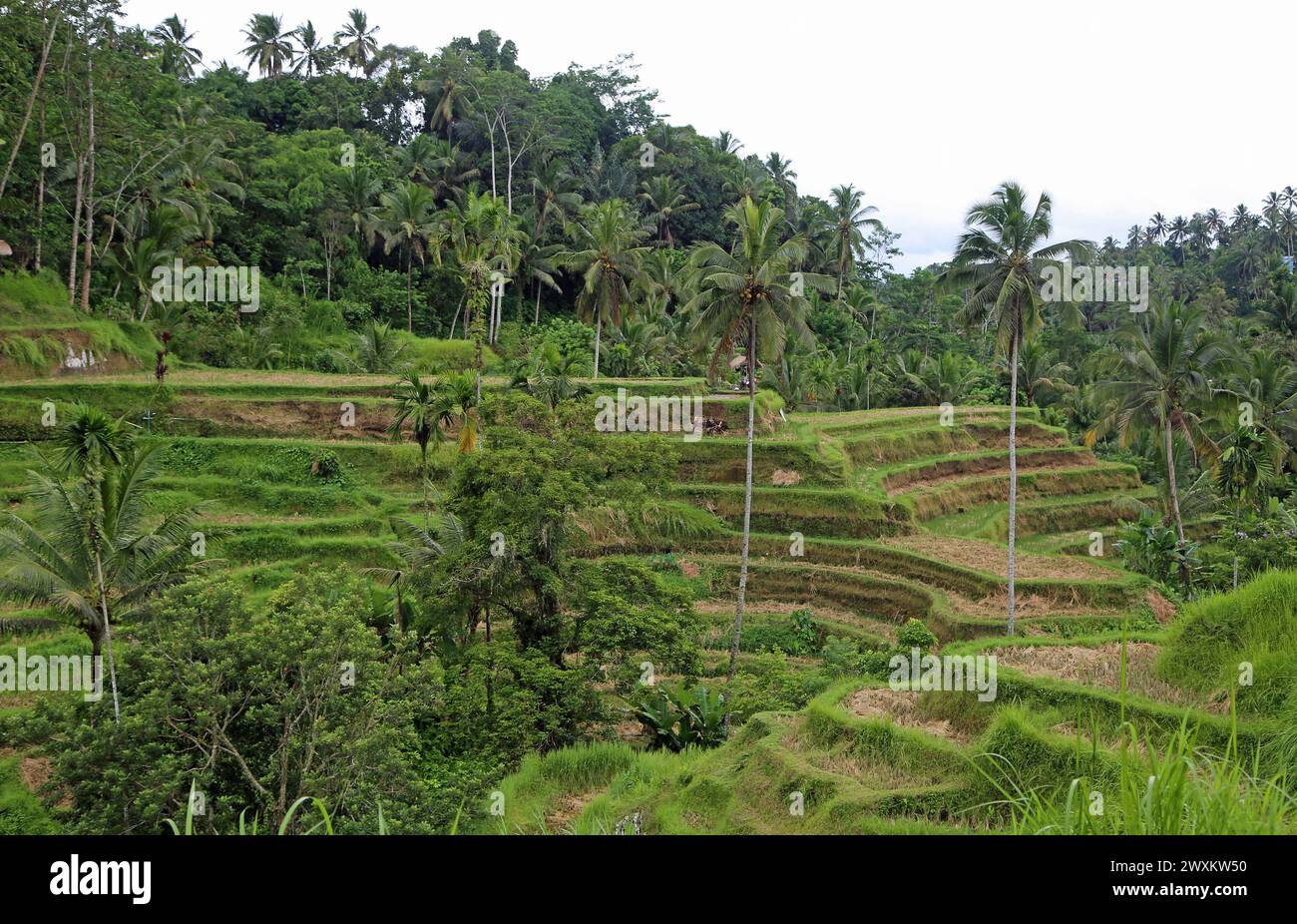 Scenic Tegalalang Rice Terraces, Bali Stock Photo - Alamy