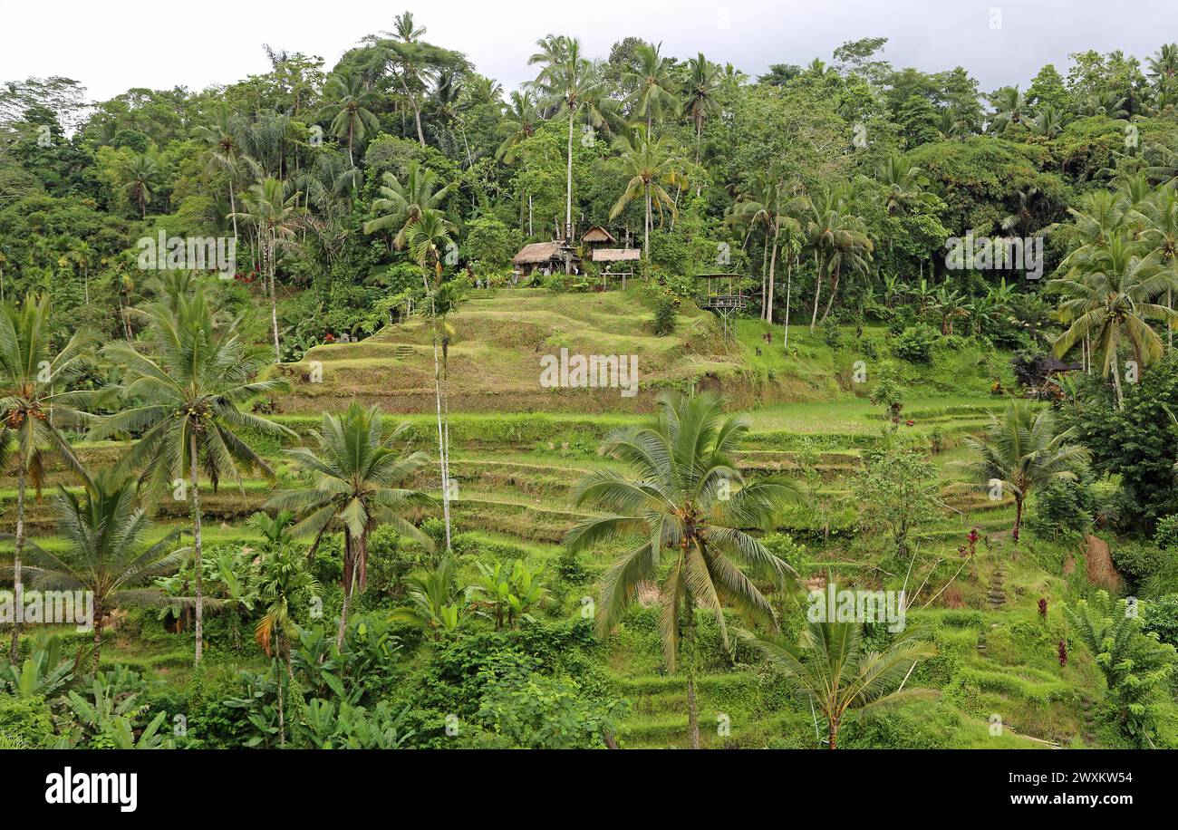 Lush green tegalalang rice terraces hi-res stock photography and images ...