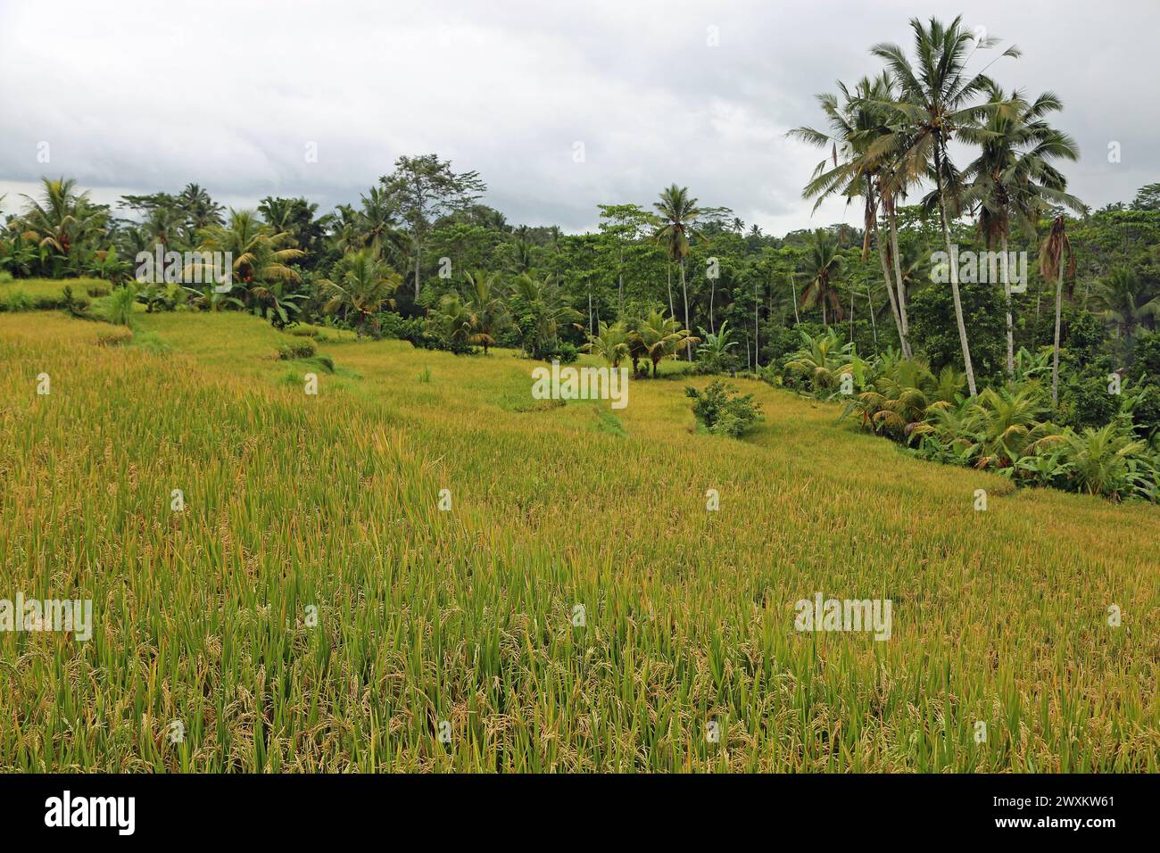 Landscape in rice field - Tegalalang Rice Terraces, Bali Stock Photo ...