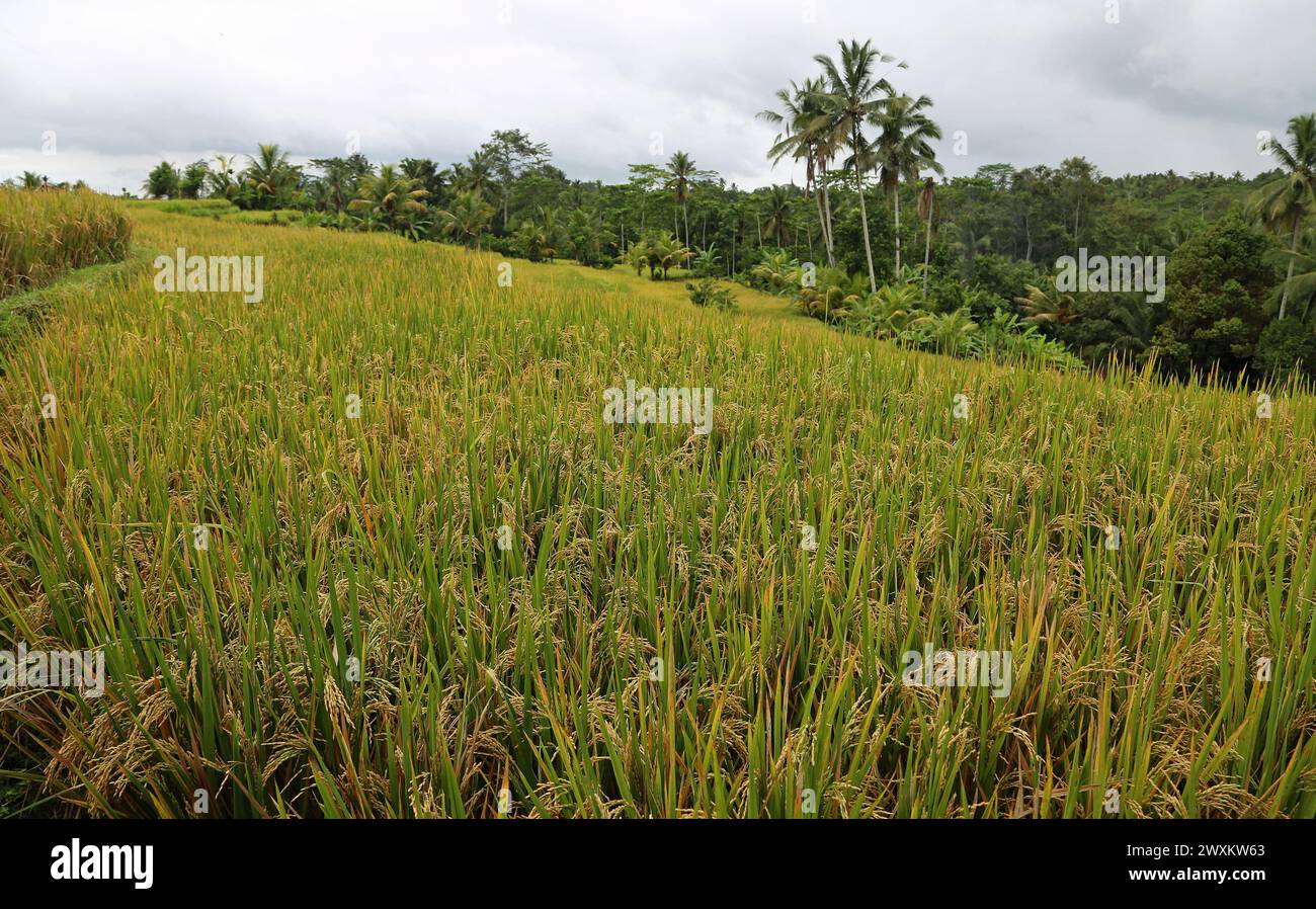 Rice field - Tegalalang Rice Terraces, Bali Stock Photo - Alamy