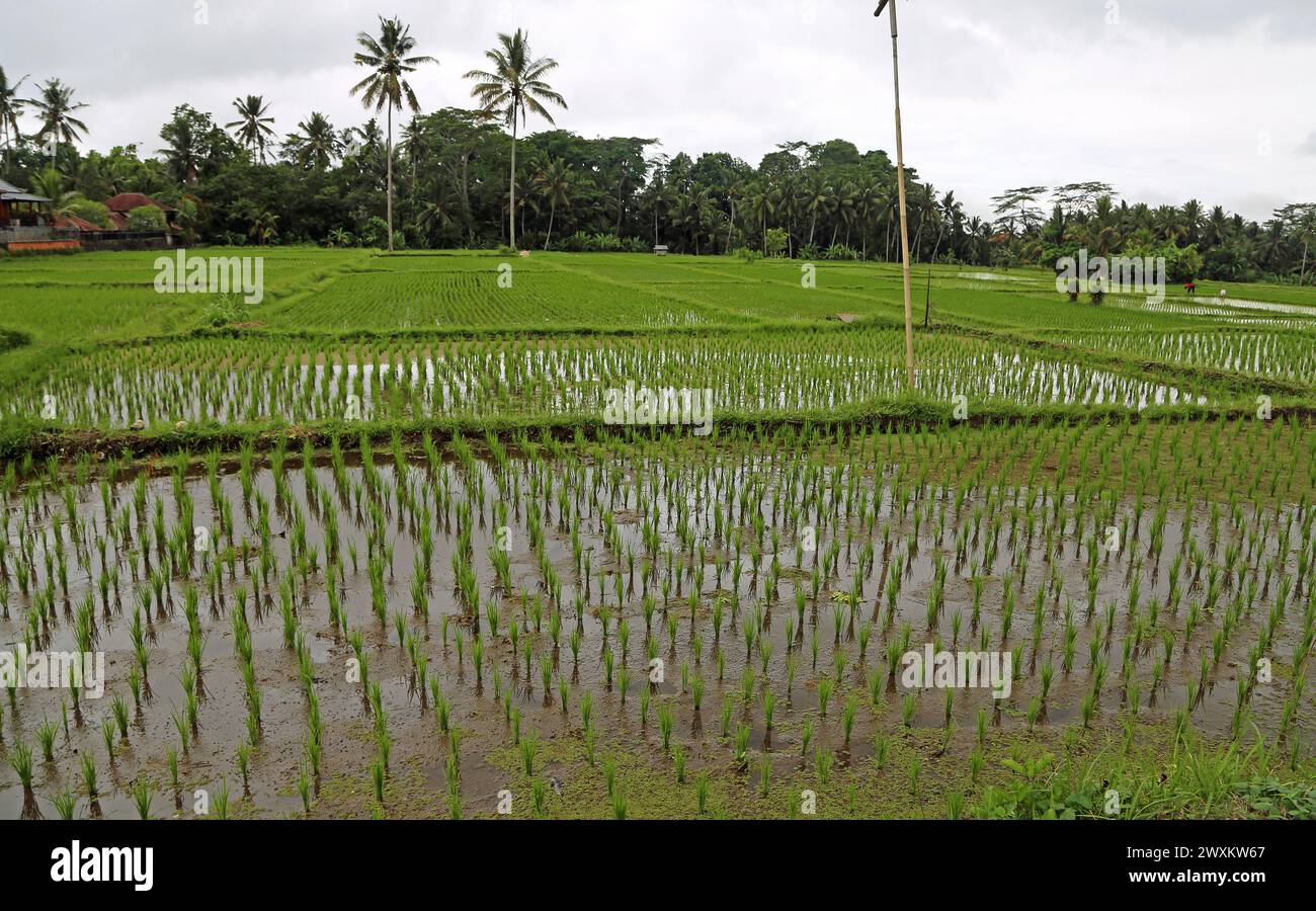 Rice paddies - Tegalalang Rice Terraces, Bali Stock Photo - Alamy