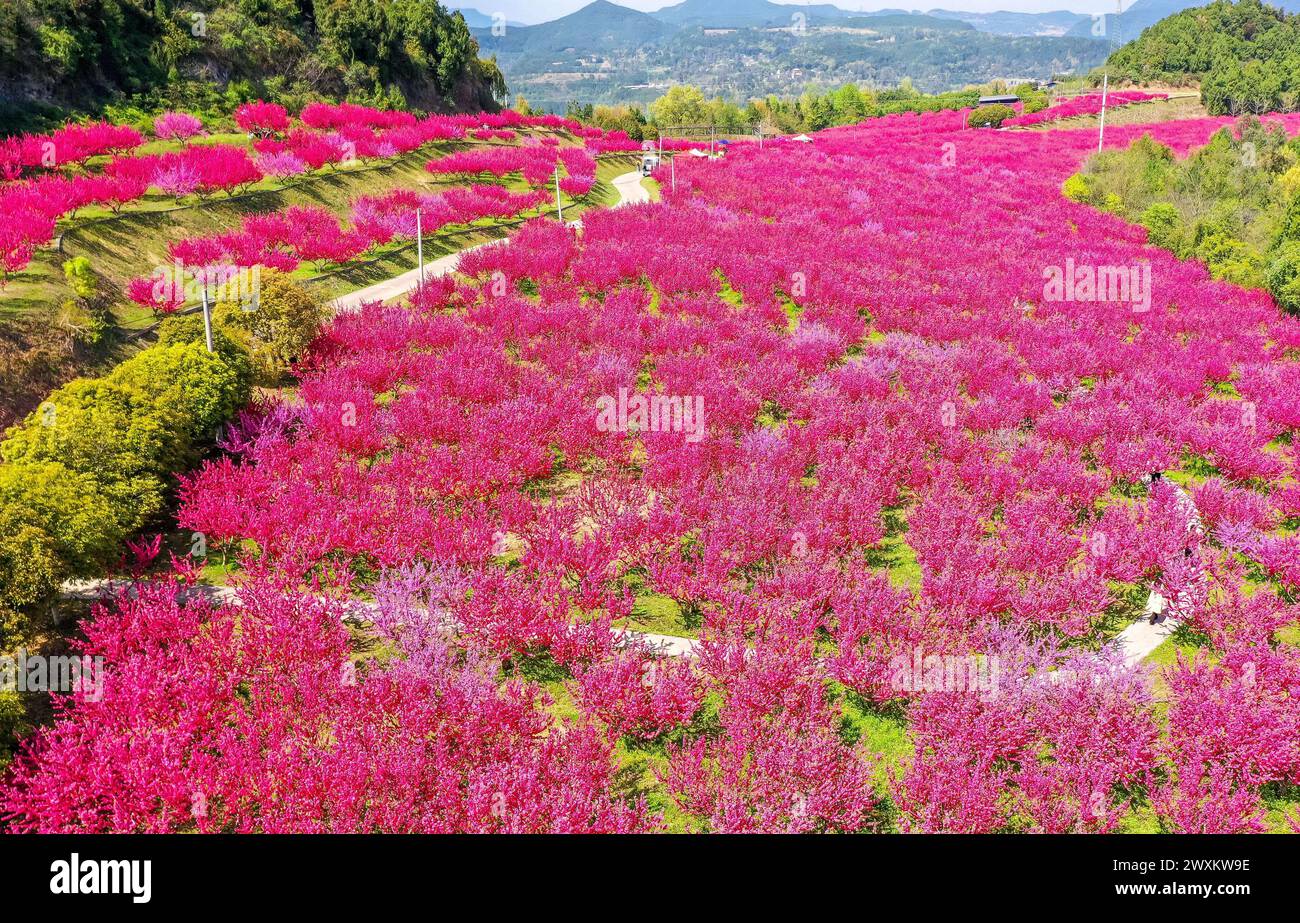 BAZHONG, CHINA - MARCH 28, 2024 - Tourists enjoy flowers in a peach ...