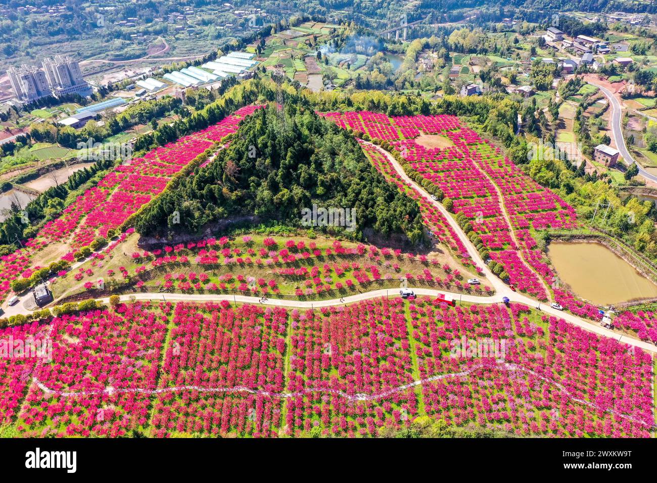BAZHONG, CHINA - MARCH 28, 2024 - Tourists enjoy flowers in a peach ...