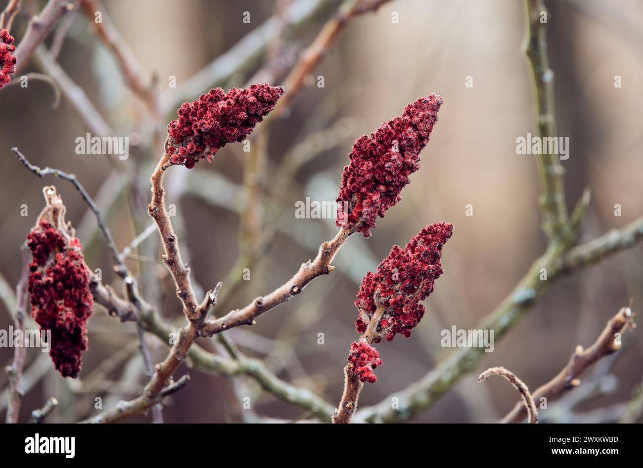 Maroon flowers hi-res stock photography and images - Alamy