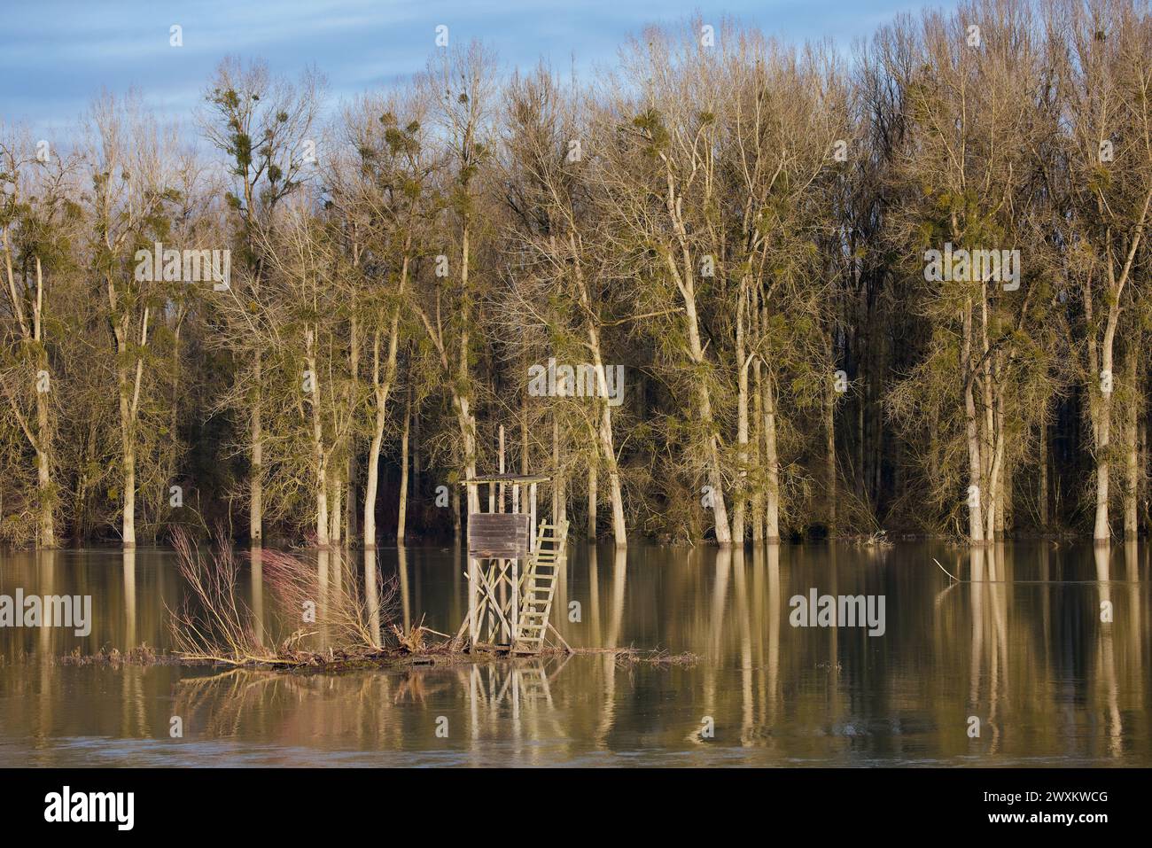 A water tower surrounded by trees on a pond Stock Photo - Alamy