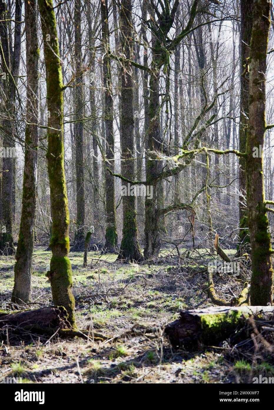 Lush forest with abundant trees beside another woodland Stock Photo - Alamy